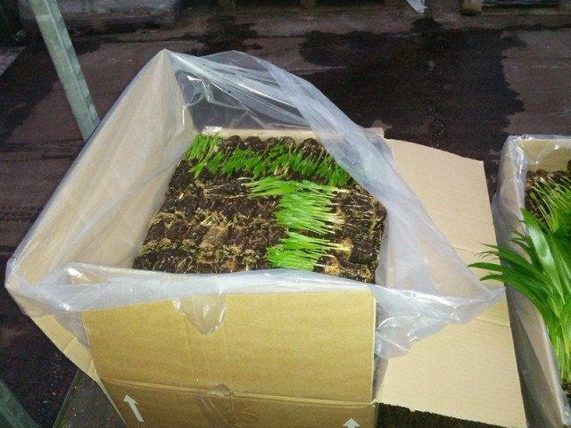 Kwekerij Aardam - Your SOURCE for tropical plants