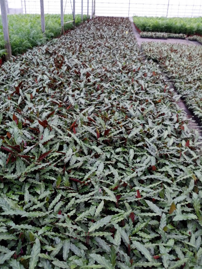 Kwekerij Aardam - Your SOURCE for tropical plants