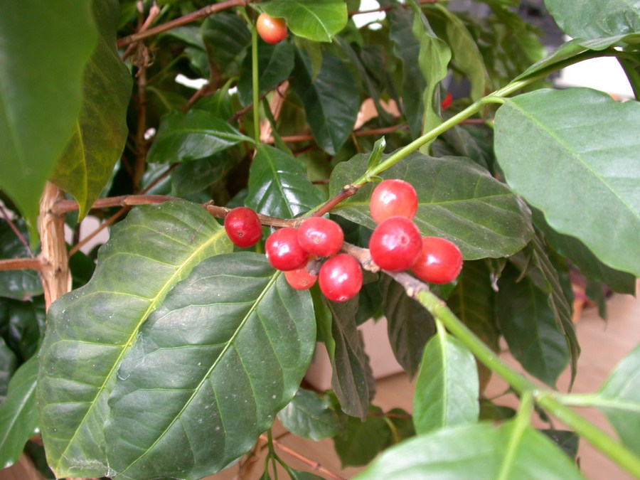 Kwekerij Aardam - Your SOURCE for tropical plants