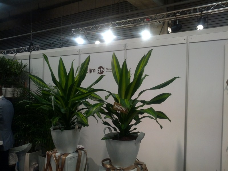 Kwekerij Aardam - Your SOURCE for tropical plants