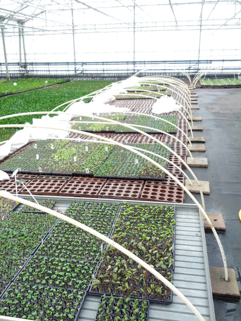 Kwekerij Aardam - Your SOURCE for tropical plants