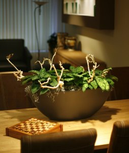 Kwekerij Aardam - Your SOURCE for tropical plants