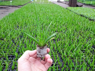 Kwekerij Aardam - Your SOURCE for tropical plants