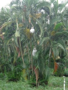 Kwekerij Aardam - Your SOURCE for tropical plants