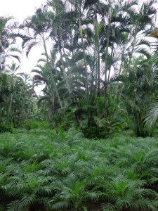 Kwekerij Aardam - Your SOURCE for tropical plants