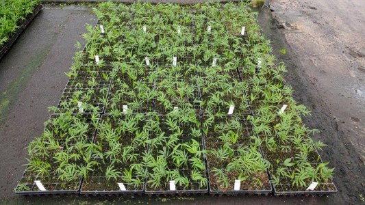 Kwekerij Aardam - Your SOURCE for tropical plants