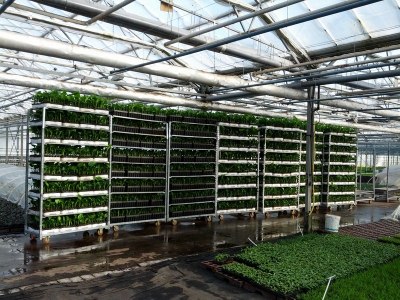 Kwekerij Aardam - Your SOURCE for tropical plants