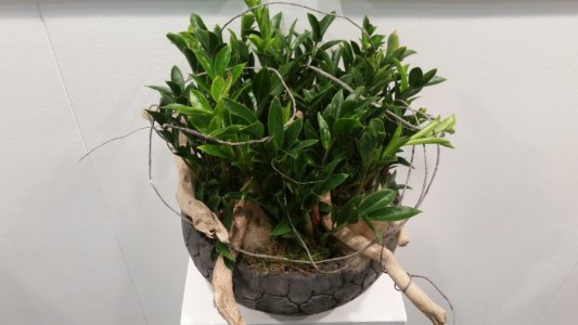 Kwekerij Aardam - Your SOURCE for tropical plants