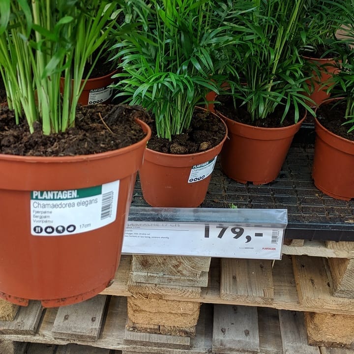 Kwekerij Aardam - Your SOURCE for tropical plants