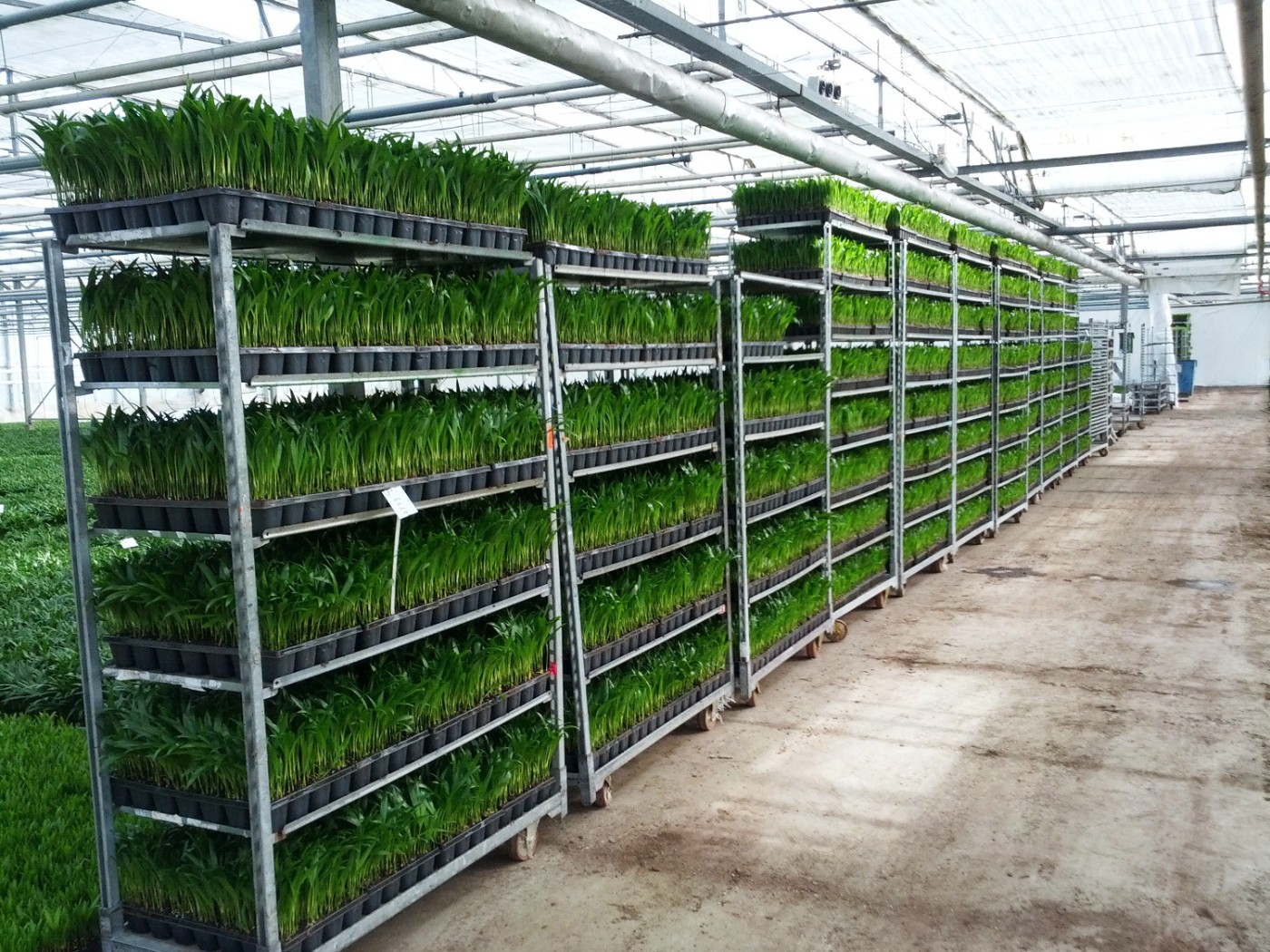 Kwekerij Aardam - Your SOURCE for tropical plants