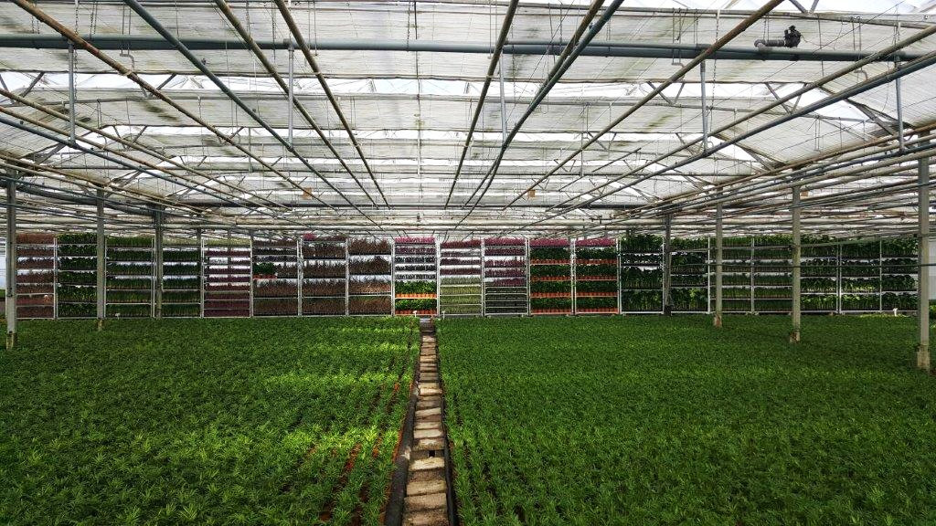 Kwekerij Aardam - Your SOURCE for tropical plants